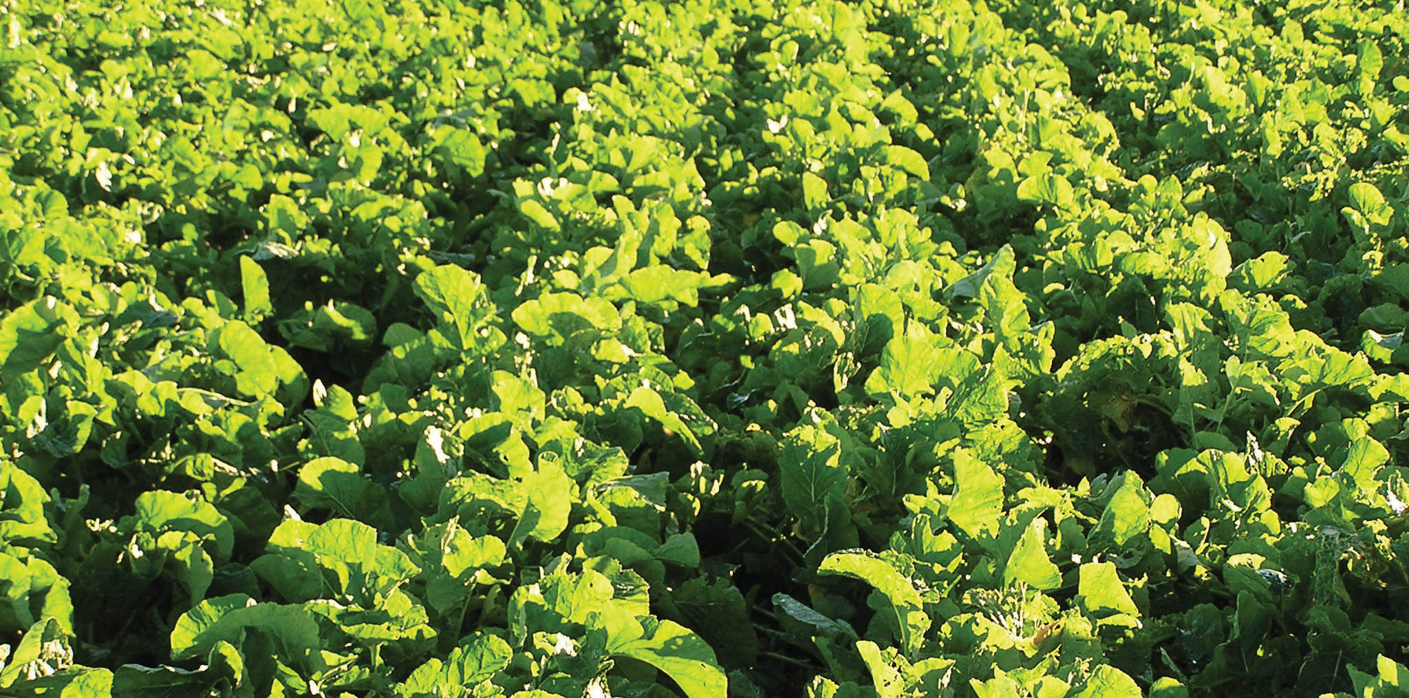 Pests And Diseases Brassicas DLF Seeds Australia Pests And Diseases Brassicas DLF Seeds Australia