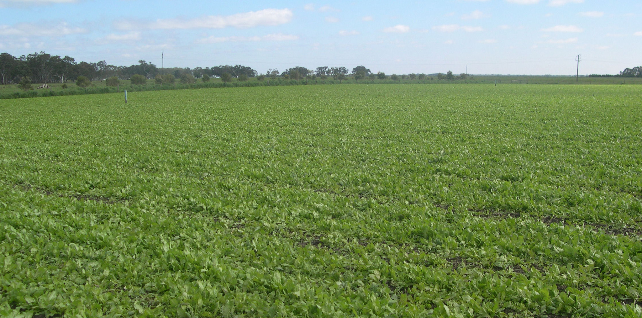 Chicory Pests & Weeds | DLF Seeds Australia