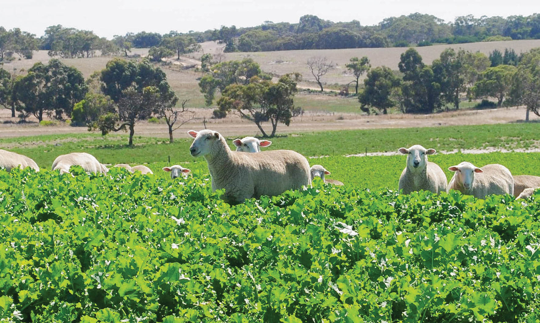 Introduction to Pallaton Raphno® | DLF Seeds Australia