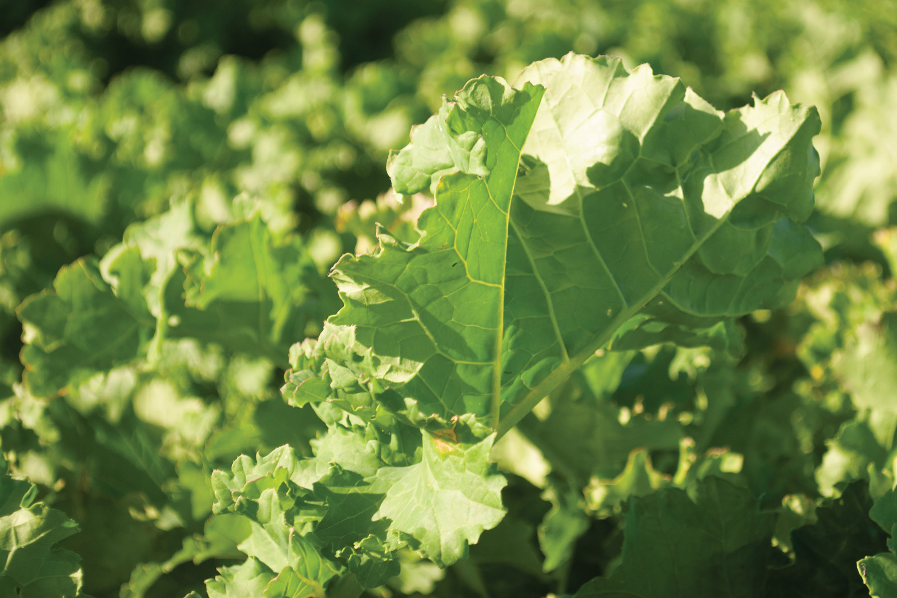 Introduction to Pallaton Raphno® | DLF Seeds Australia